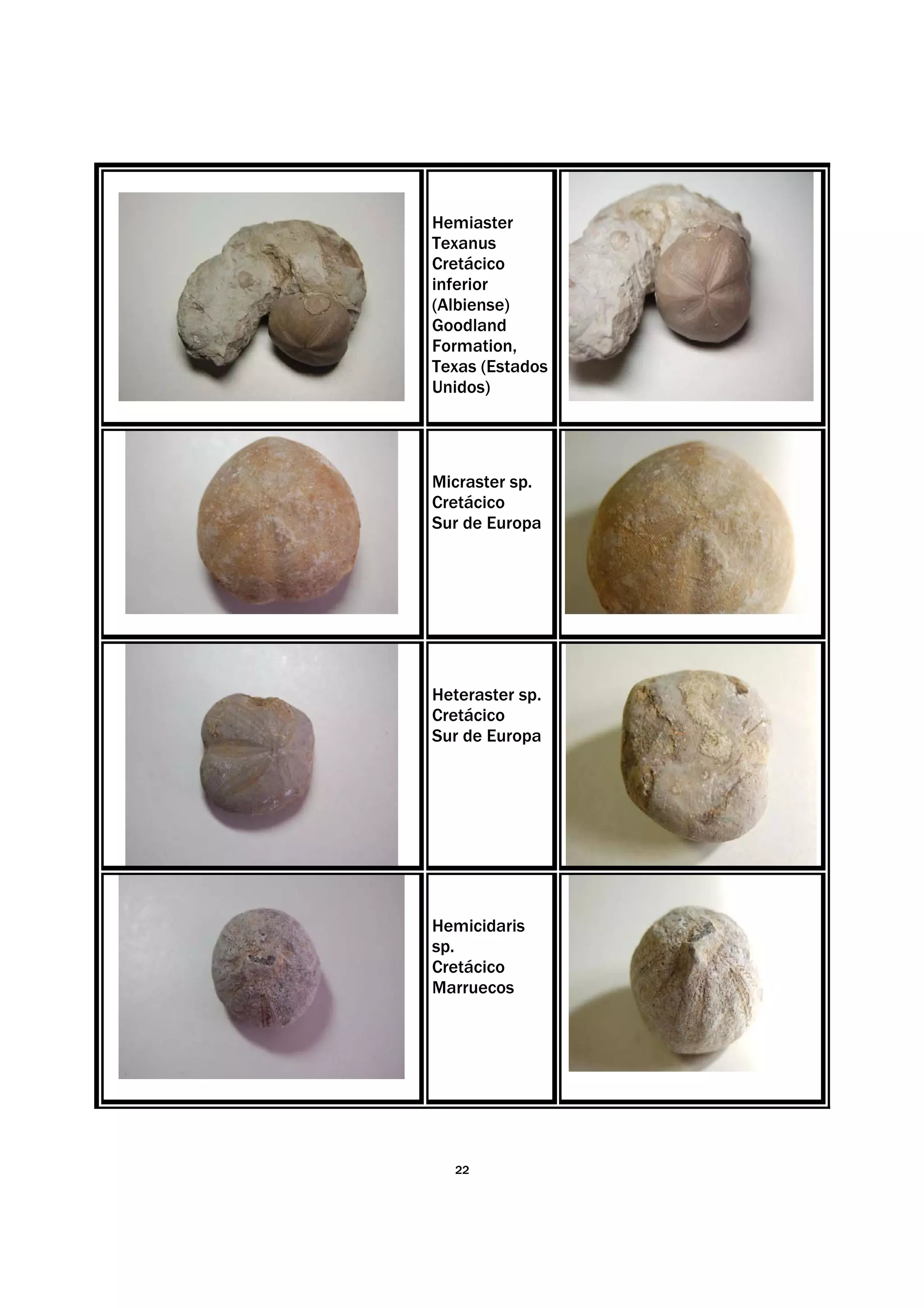 evolucion , evidencia fosil. | PDF