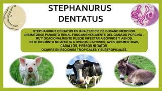 STEPHANURUS DENTATUS.pptx