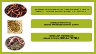 STEPHANURUS DENTATUS.pptx