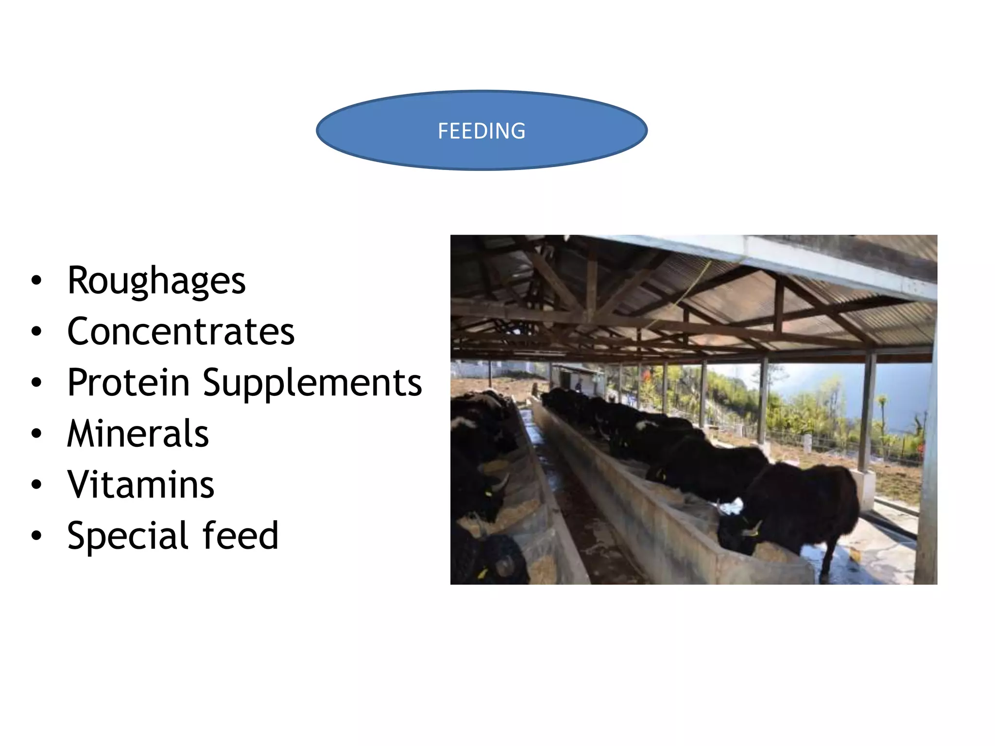 Scientific Management of Yak | PPTX