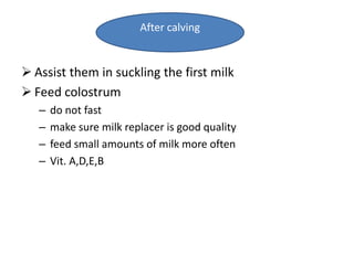 Scientific Management of Yak | PPTX