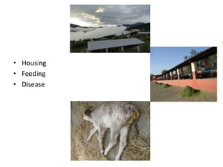 Scientific Management of Yak | PPTX