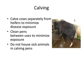 Scientific Management of Yak | PPTX