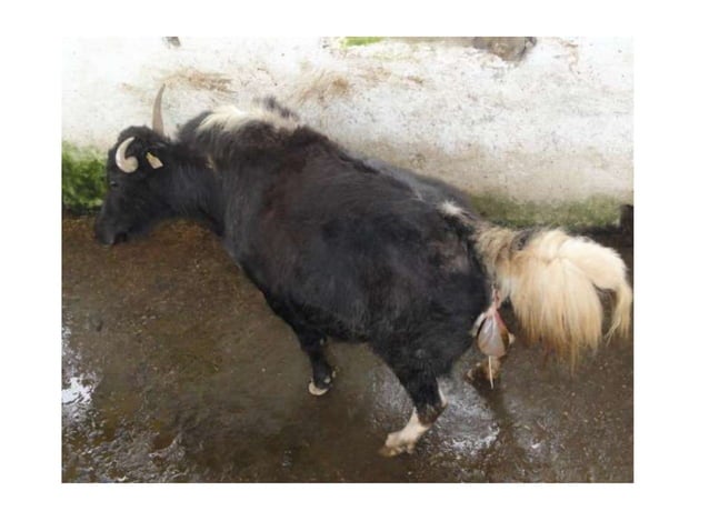 Scientific Management of Yak | PPTX | Veterinary Medicine | Pets