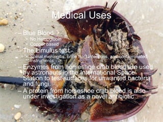 Stephen Hodge | PPT | Biological Sciences | Science