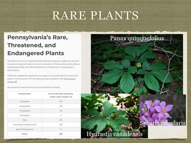 Woodland Wildflowers of Pennsylvania & Invasives | PPTX
