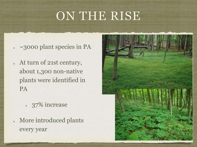 Woodland Wildflowers of Pennsylvania & Invasives | PPTX