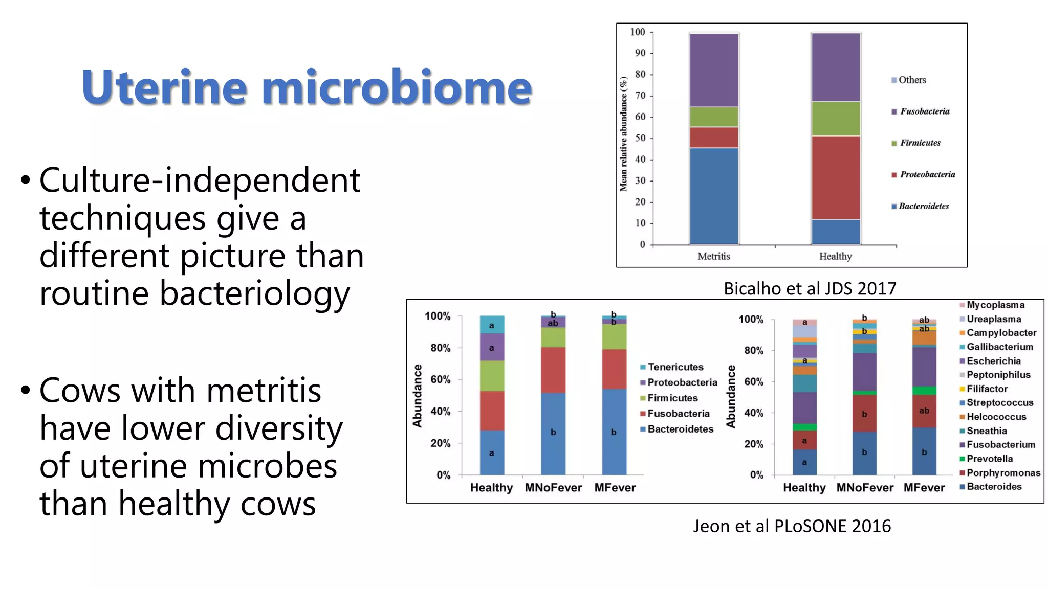 Uterine Health in Dairy Cows | PDF