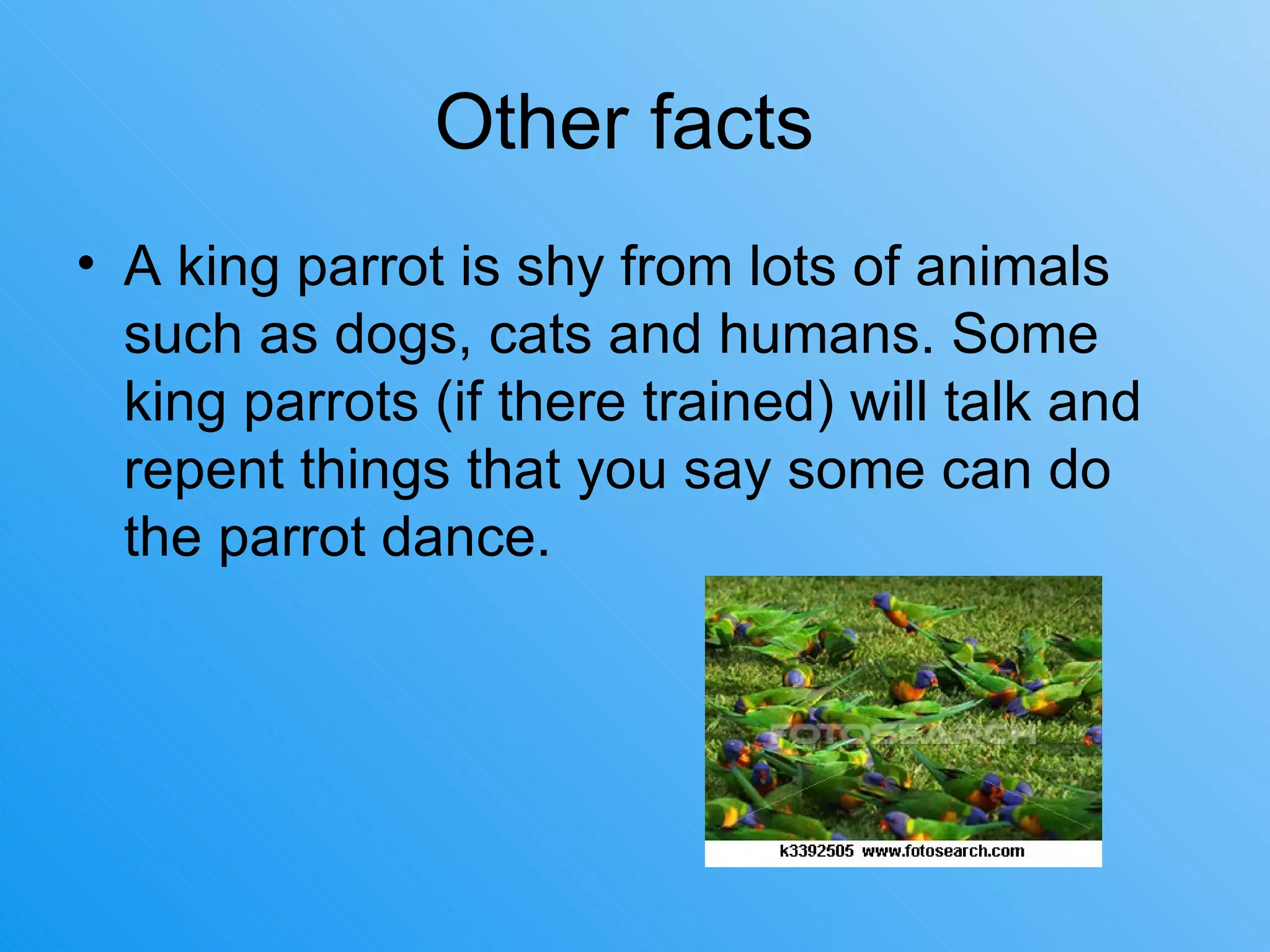 Steph f the king parrot | PPT