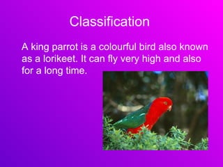 Steph f the king parrot | PPT | Birdwatching | Hobbies & Interests