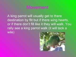 Steph f the king parrot | PPT | Birdwatching | Hobbies & Interests