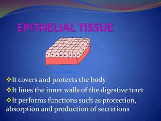 ANIMAL TISSUES | PPTX