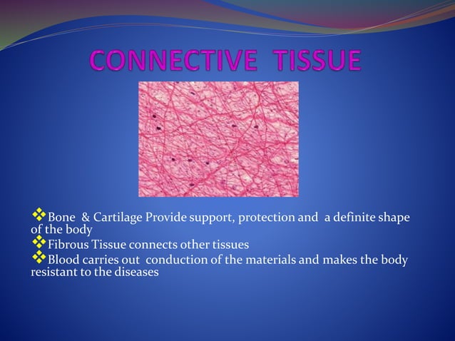 ANIMAL TISSUES | PPTX