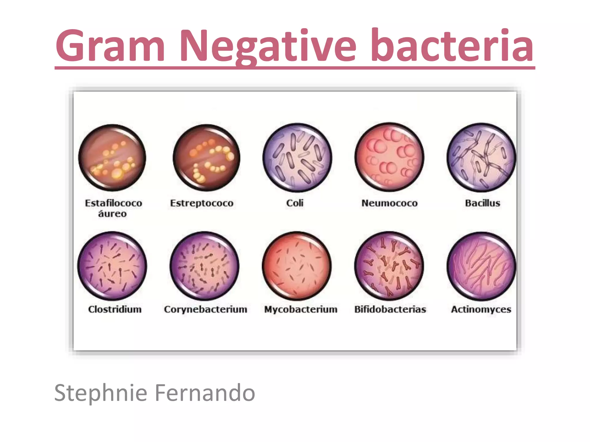 Gram Negative Bacteria | PPTX | Infectious Diseases | Diseases and ...