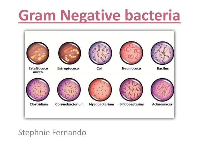 Gram Negative Bacteria | PPTX | Infectious Diseases | Diseases and ...