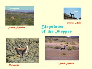 Steppe | PPT