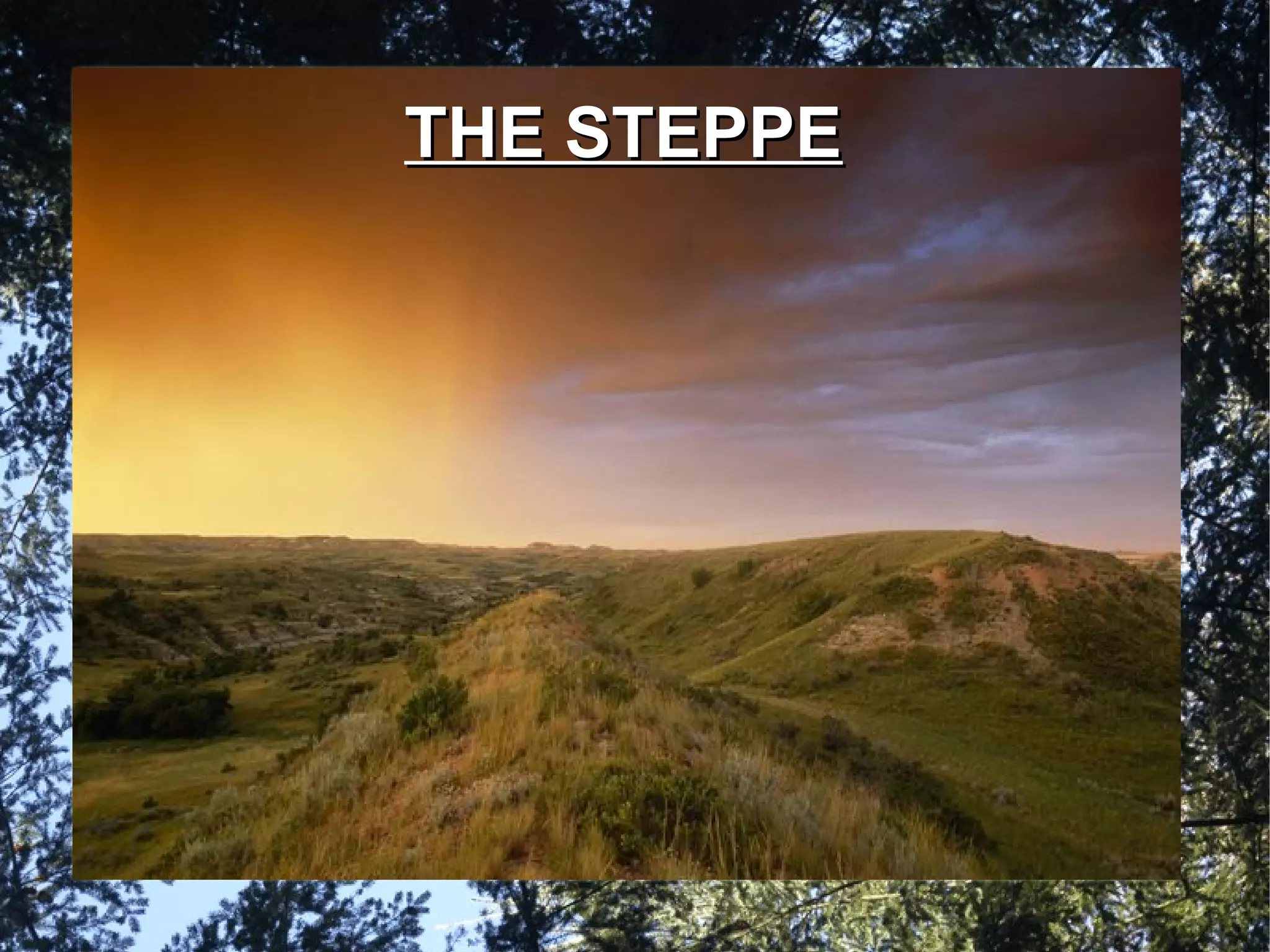 Steppe Biome | PDF