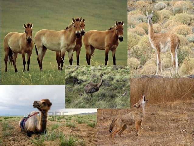 Steppe Biome | PDF