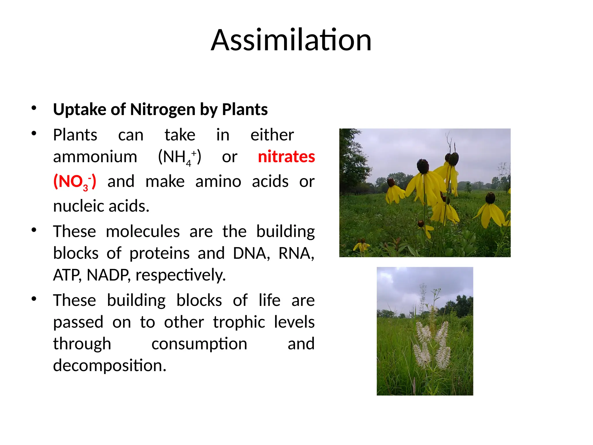 Steps in nodule formation in leguminous plants(1) (1).pptx