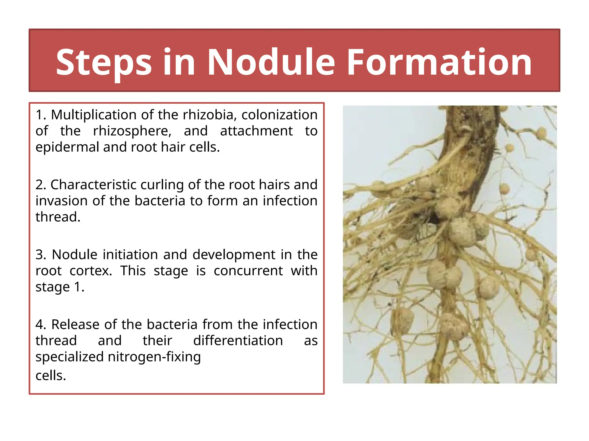 Steps in nodule formation in leguminous plants(1) (1).pptx