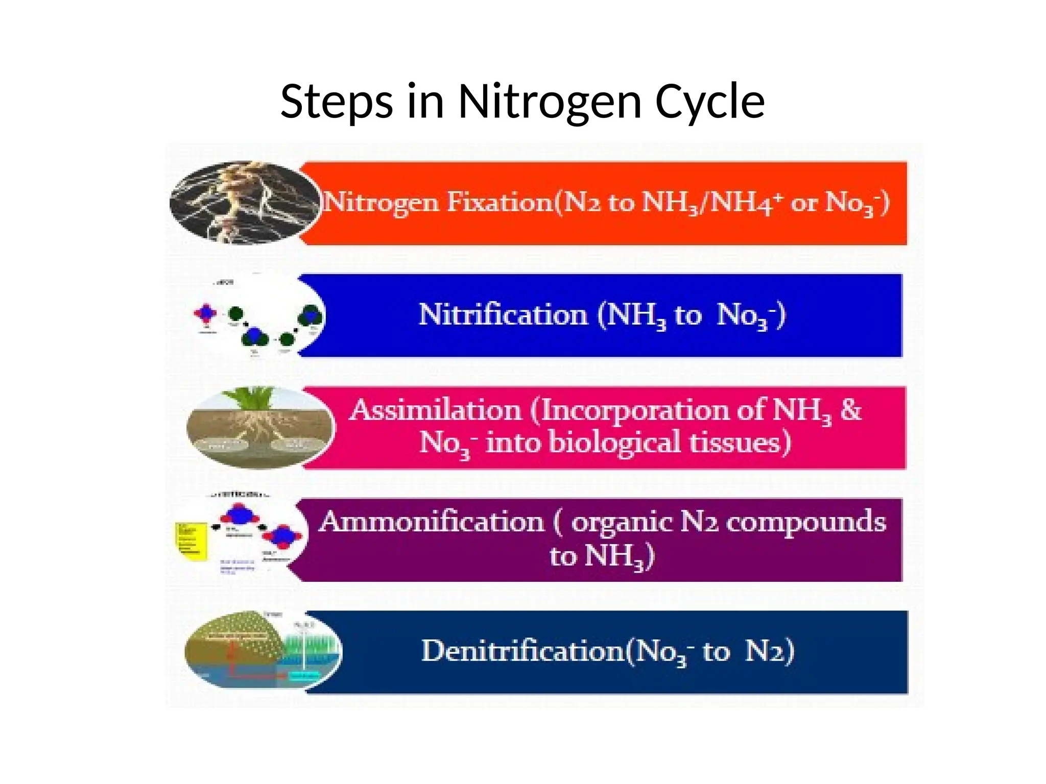 Steps in nodule formation in leguminous plants(1) (1).pptx