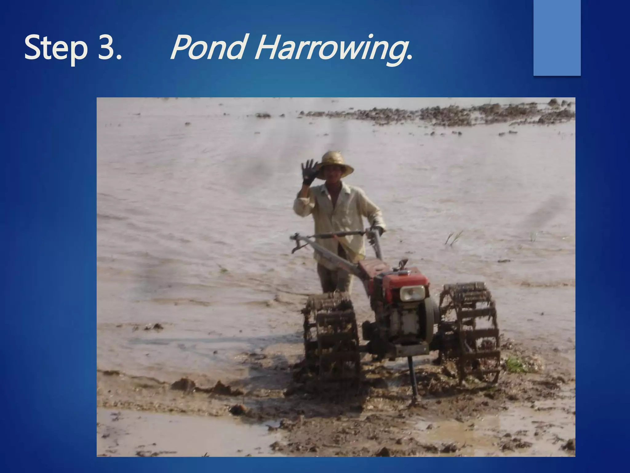 Steps in Pond Preparation (traditional) | PPTX