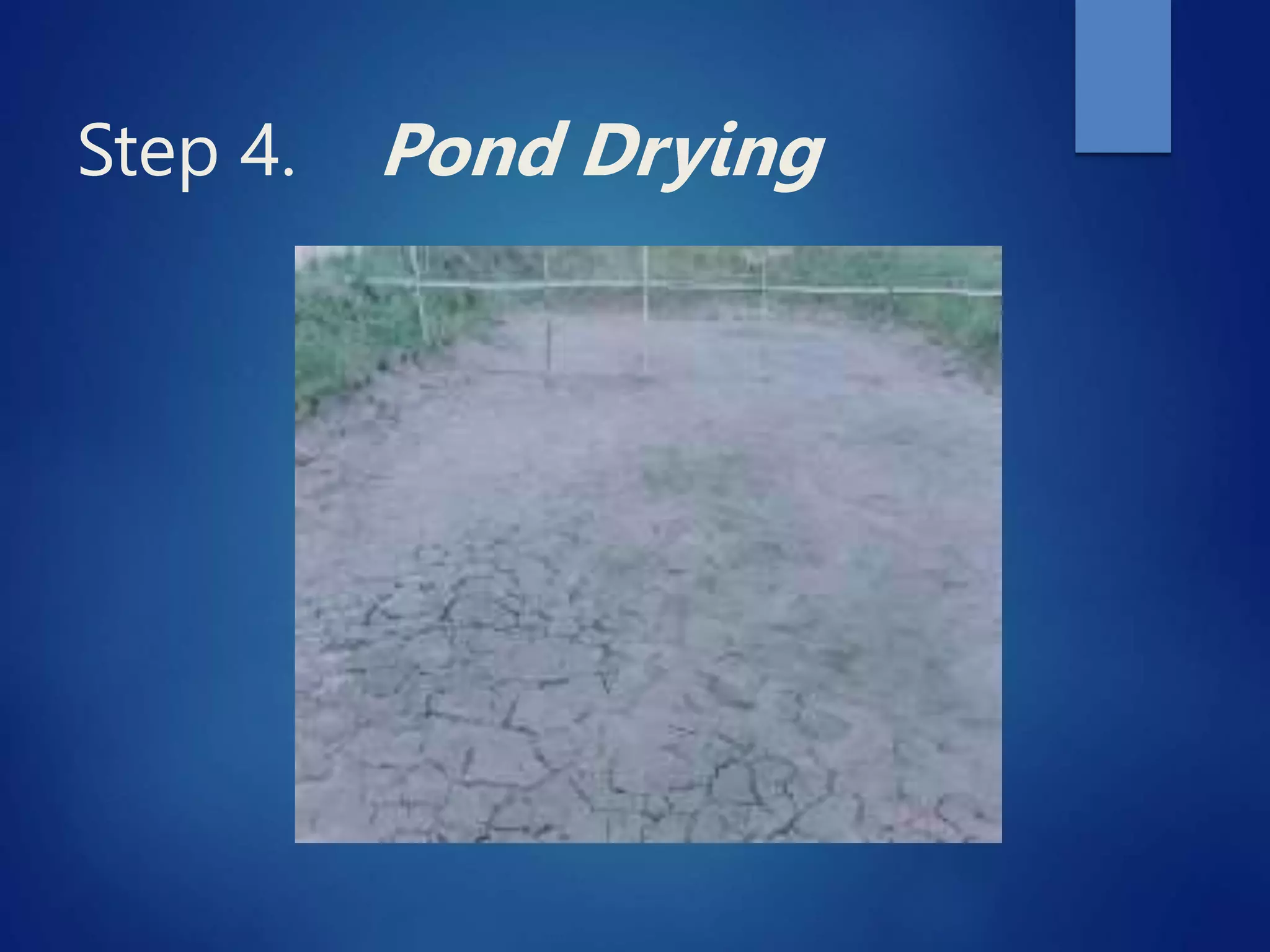 Steps in Pond Preparation (traditional) | PPTX