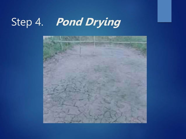 Steps in Pond Preparation (traditional) | PPTX