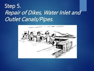 Steps in Pond Preparation (traditional) | PPTX