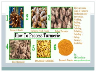 Steps in turmeric processing By Mr Allah Dad Khan | PPT