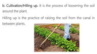 Steps in Vegetable Gardening | PPTX