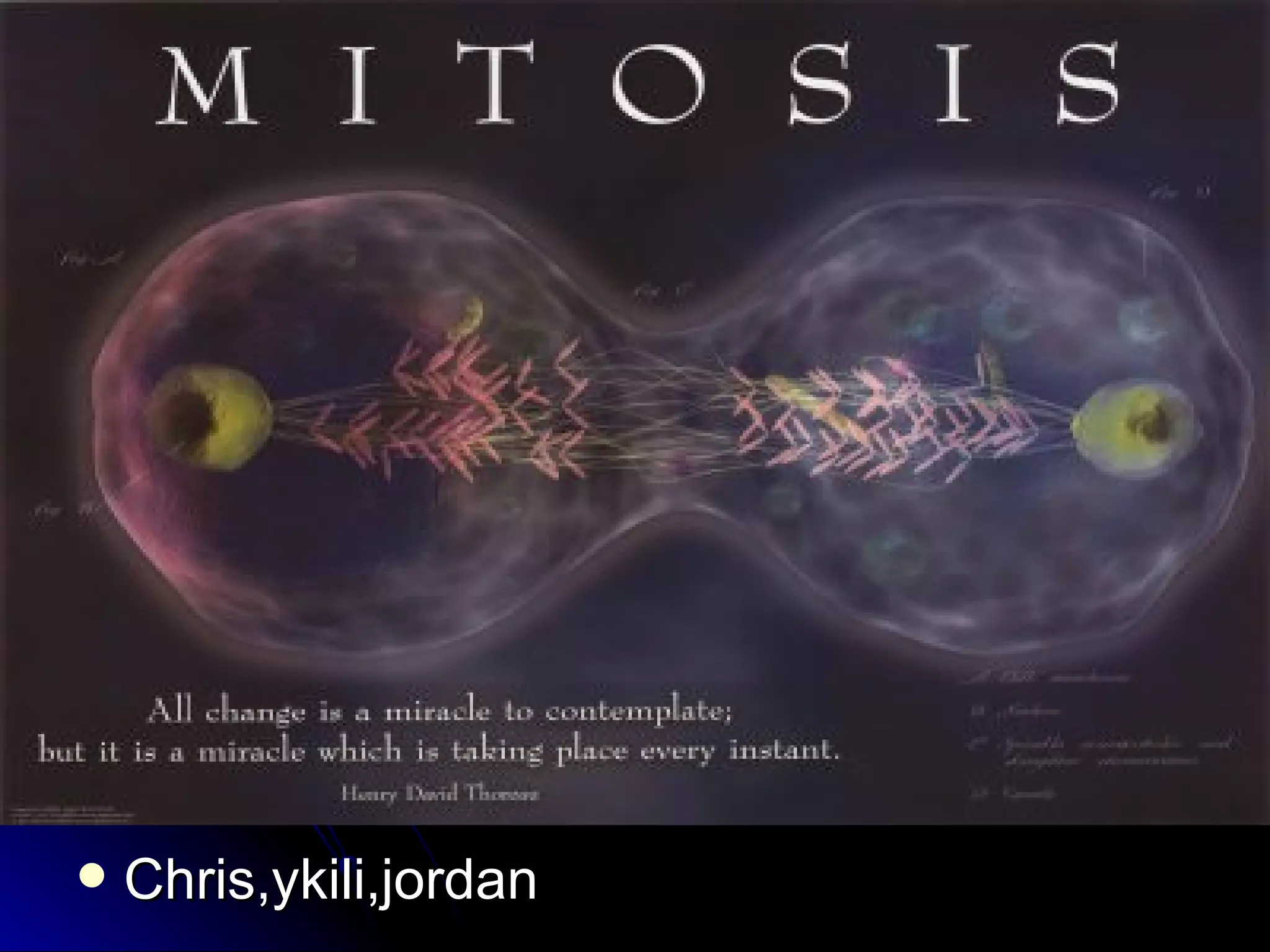 Steps Of Mitosis | PPT | Biological Sciences | Science