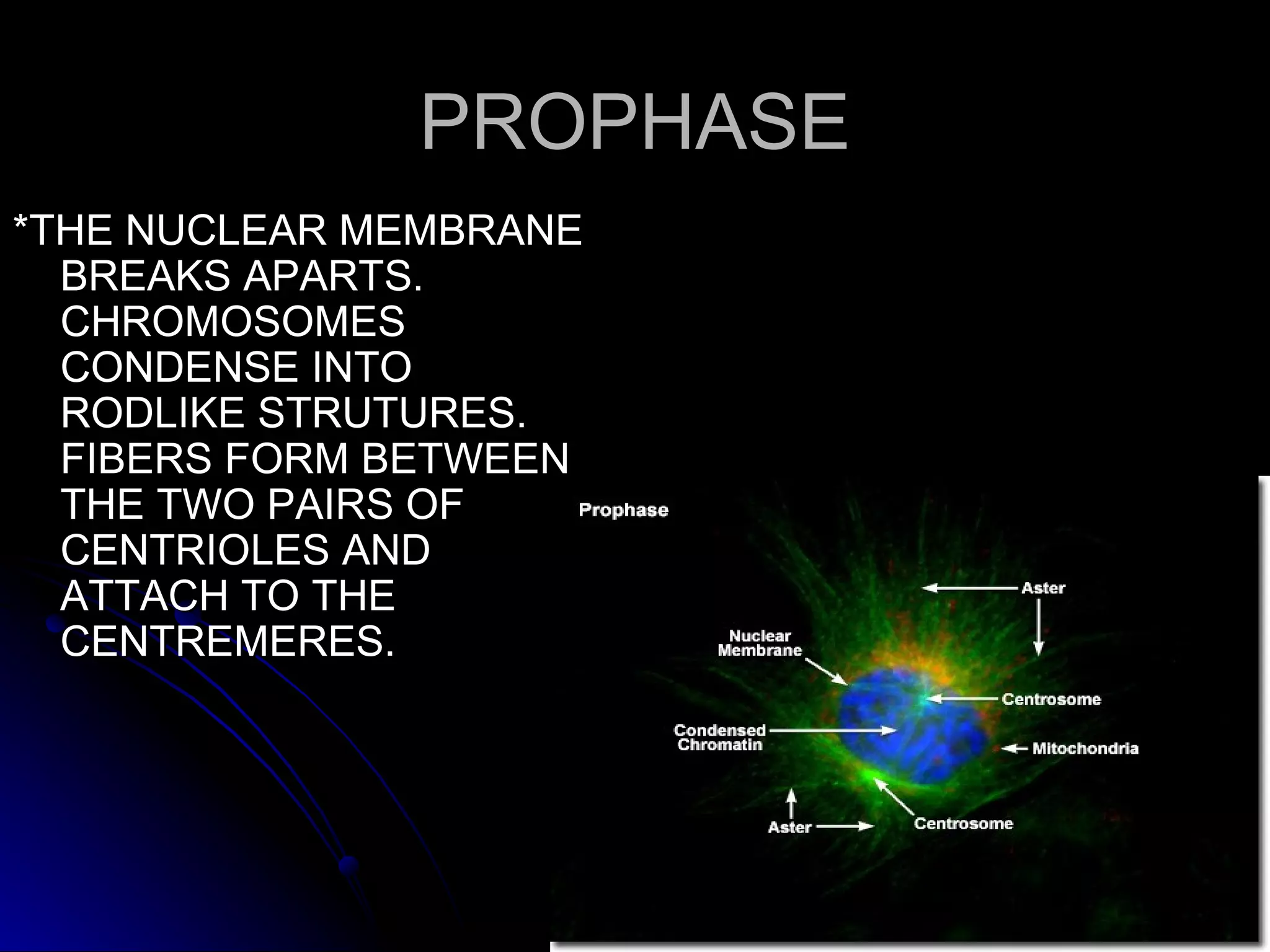 Steps Of Mitosis | PPT | Biological Sciences | Science