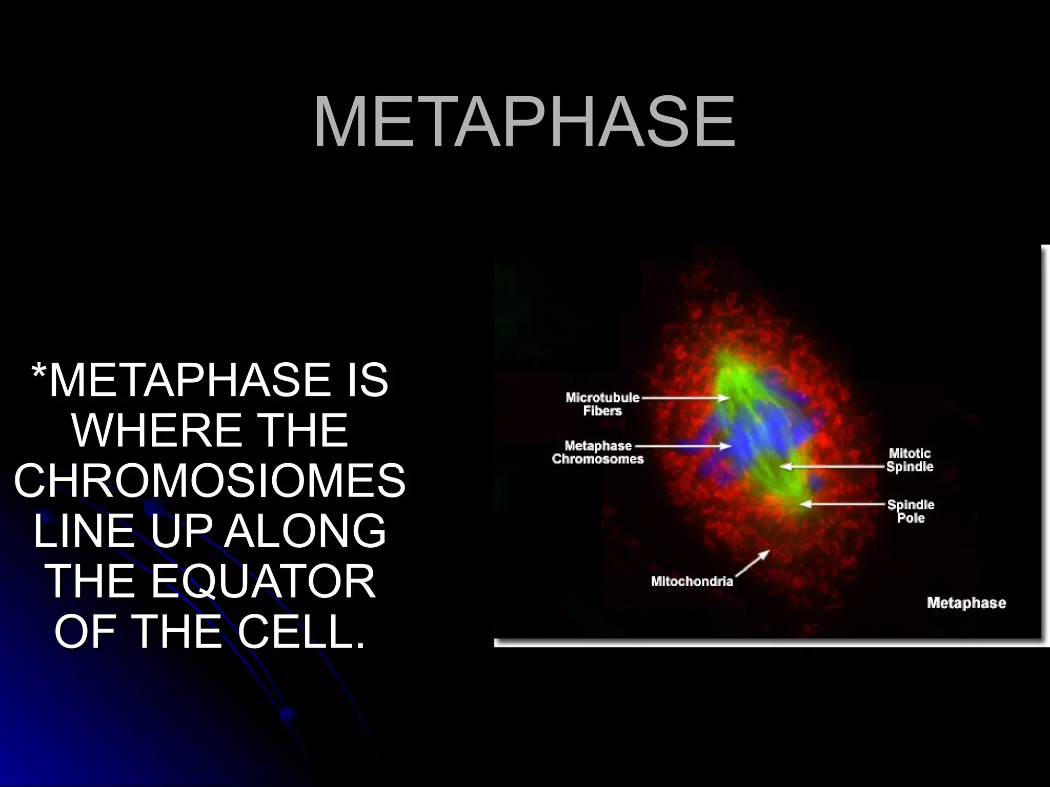Steps Of Mitosis | PPT | Biological Sciences | Science