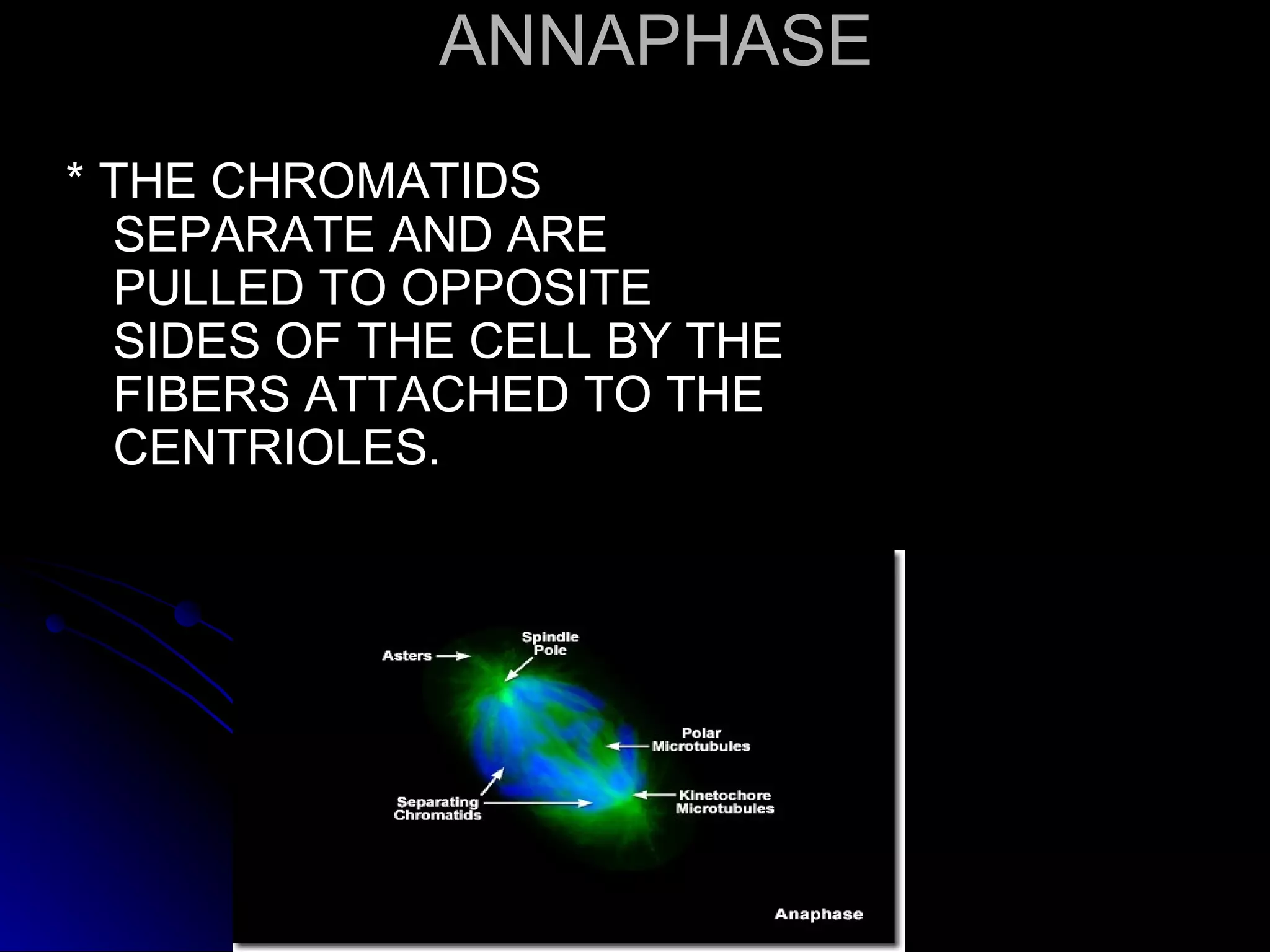 Steps Of Mitosis | PPT | Biological Sciences | Science