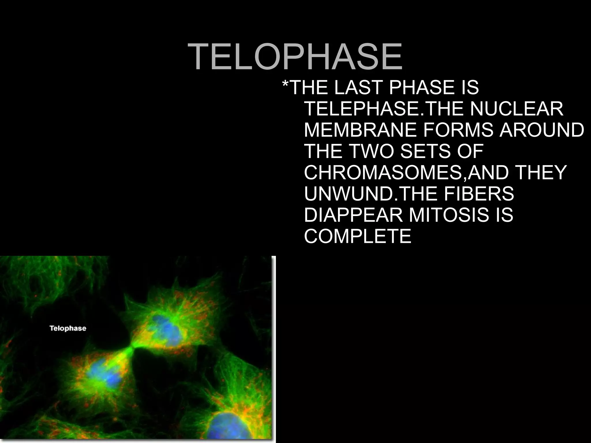 Steps Of Mitosis | PPT | Biological Sciences | Science