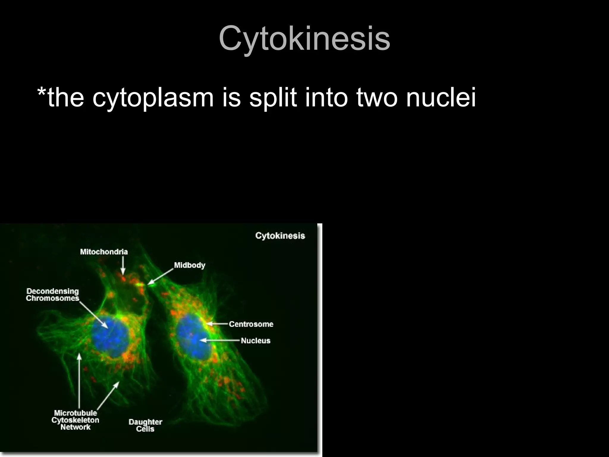 Steps Of Mitosis | PPT | Biological Sciences | Science