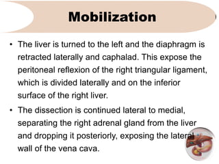 Steps of open rt hepatectomy.dr quiyum | PPTX