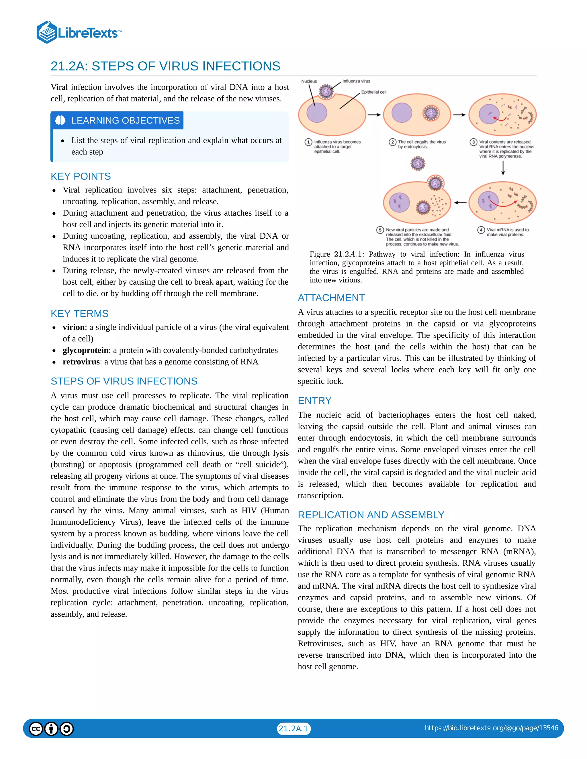 Steps_of_Virus_Infections.pdf