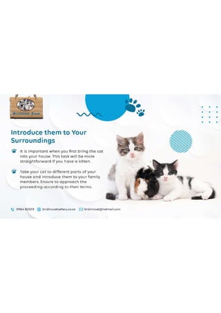 Steps to Follow for Making Your Cat More Sociable.pdf