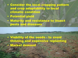 Steps towards a bountiful corn harvest.ppt
