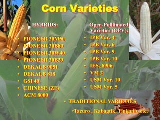 Steps towards a bountiful corn harvest.ppt