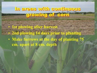 Steps towards a bountiful corn harvest.ppt