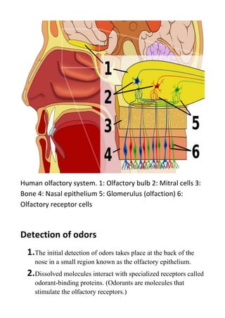 Stereochemical theory of olfaction.docx 1 | DOCX