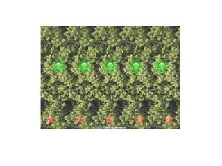Stereograms | PPTX