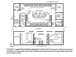 Sterile area | PPTX