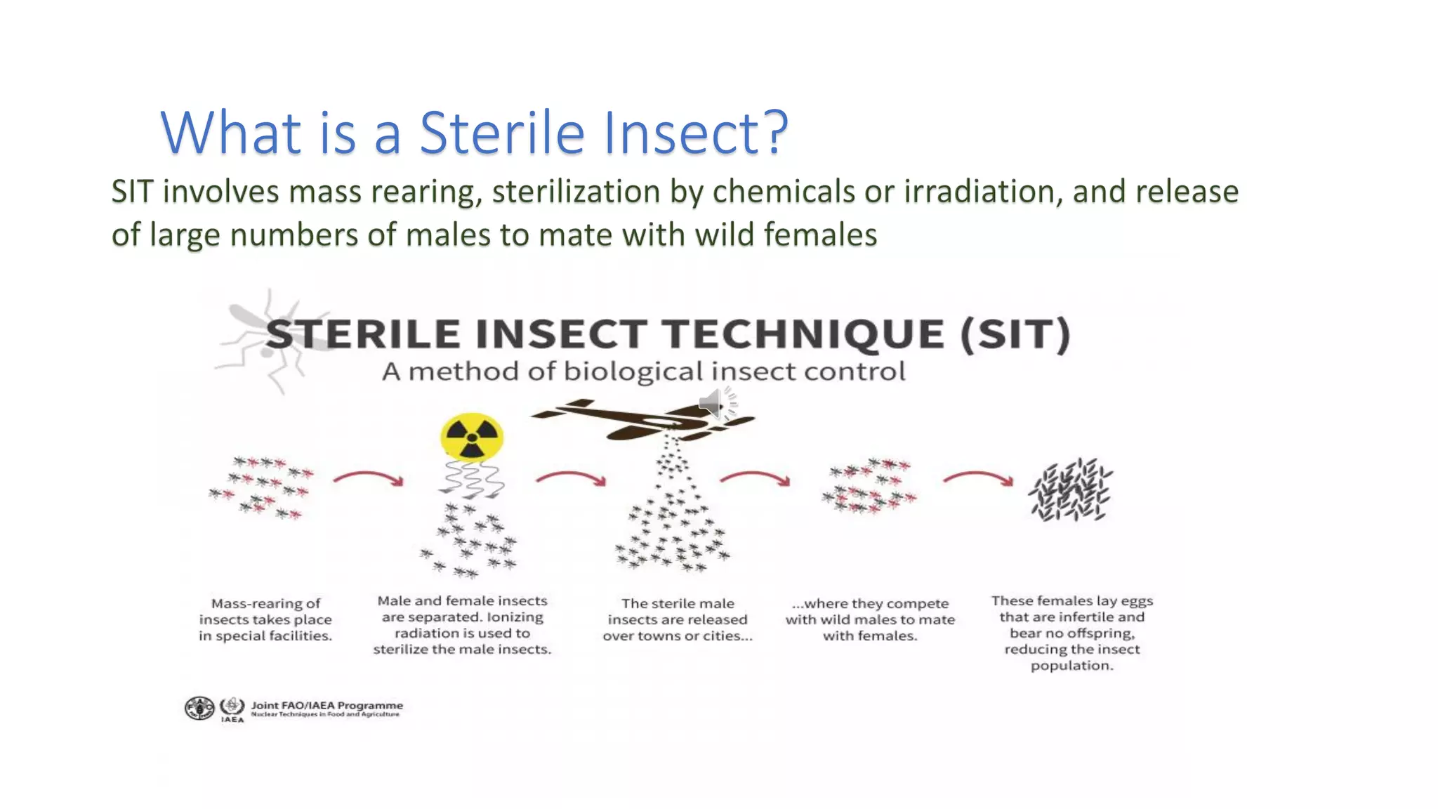 Sterile insect-techniques | PDF