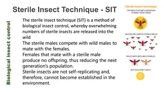 Sterile insect-techniques | PDF