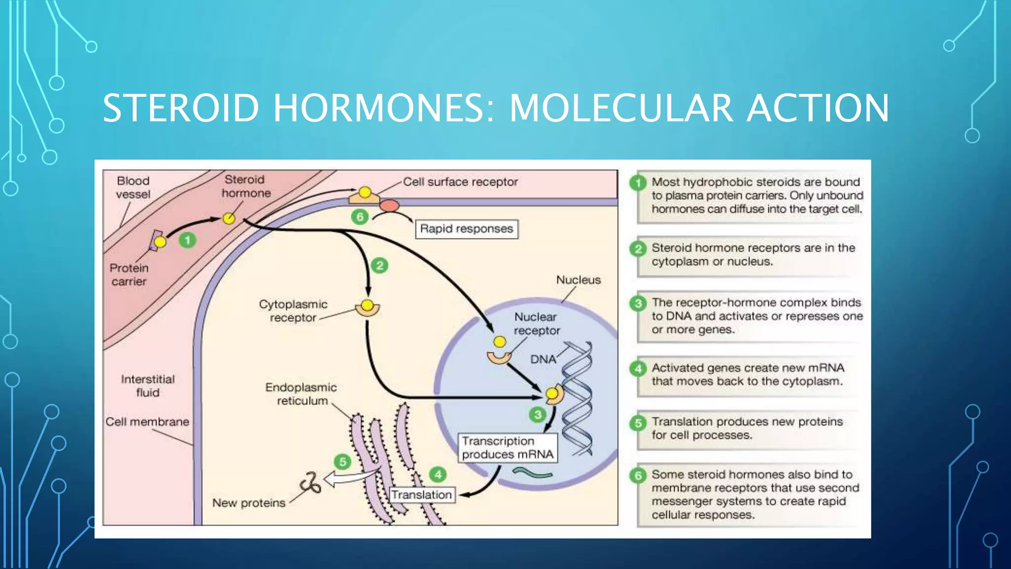 Steroids hormone and nuclear receptors signaling | PPT