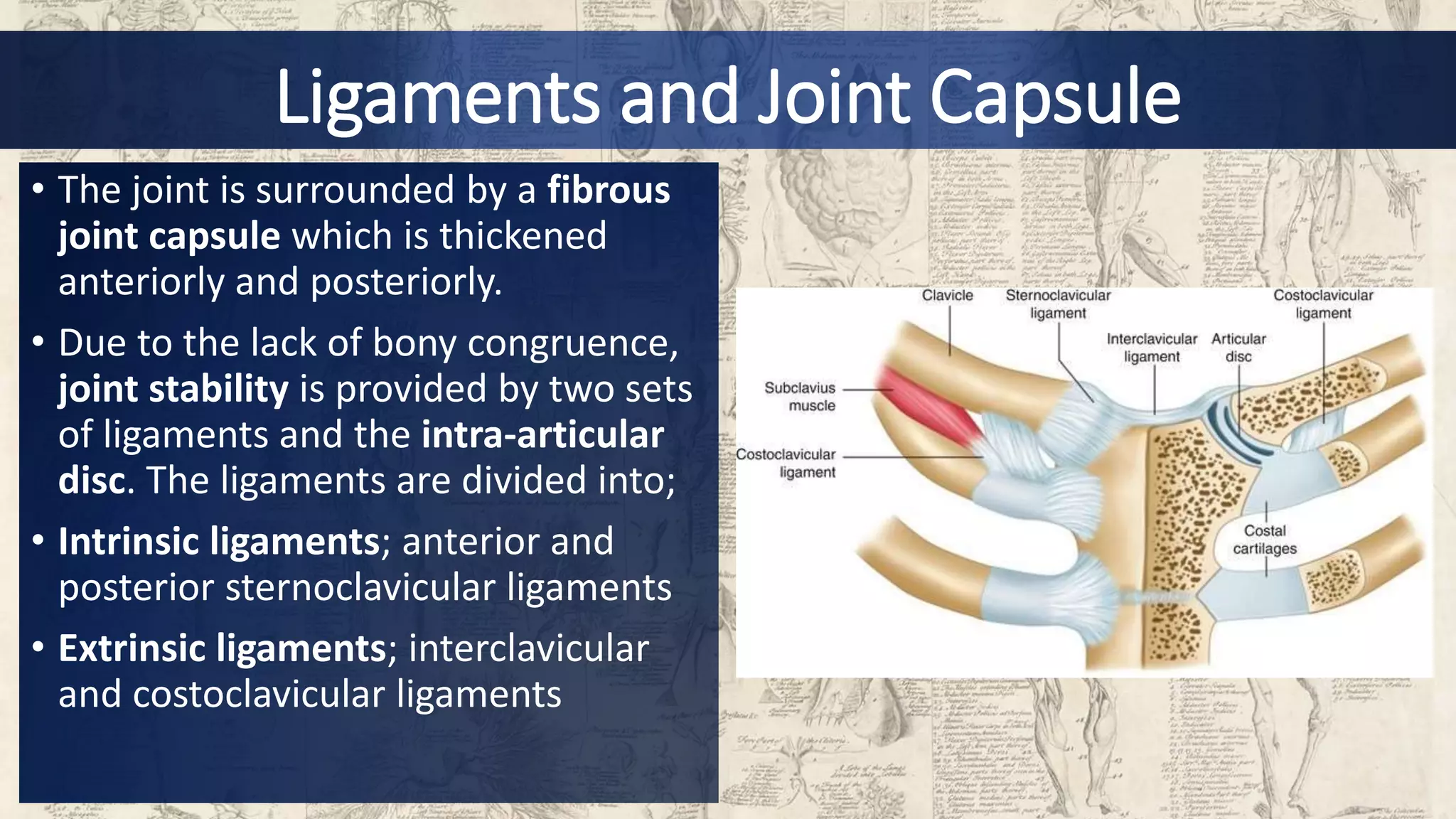 sterno acromioclavicular.pptx